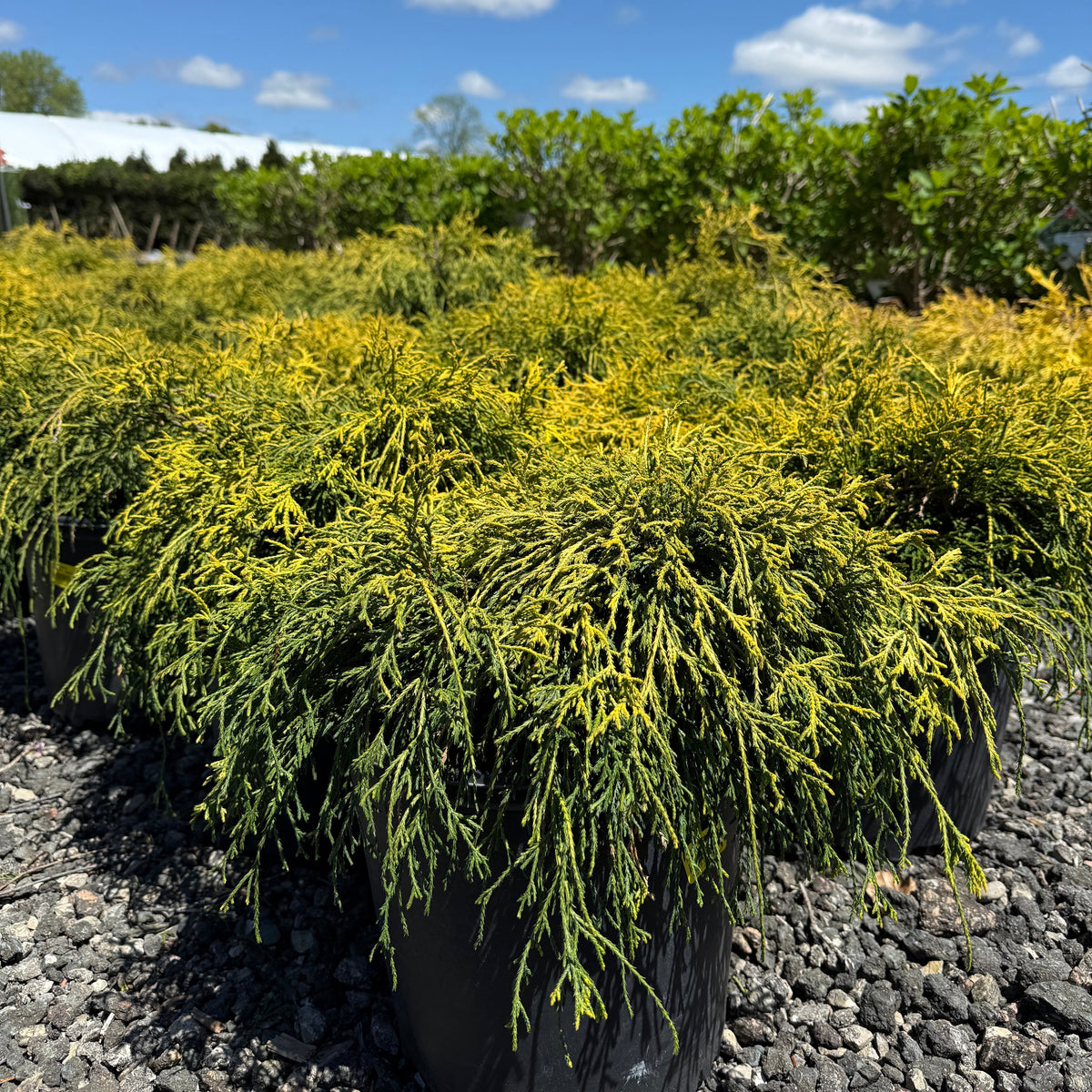 Sungold Cypress – Songsco.com