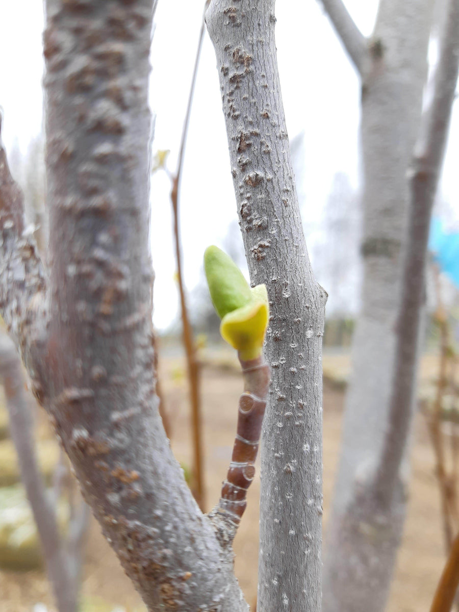 Columnar Tulip Tree – Songsco.com