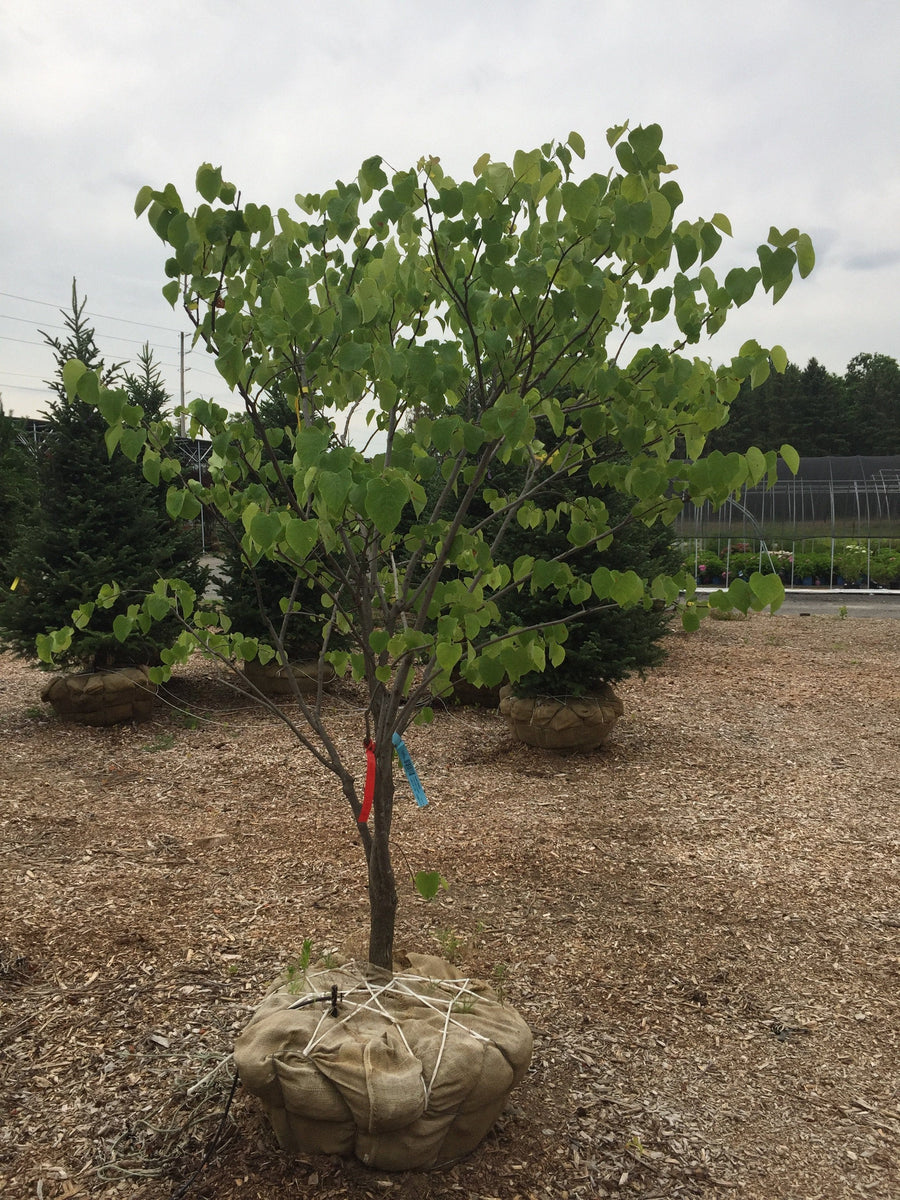 Eastern Redbud (Multi Stem) – Songsco.com