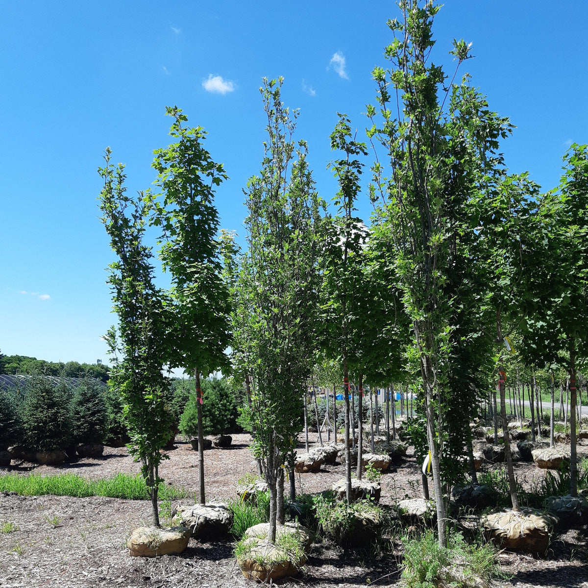 Green Pillar Oak 08 – Songsco.com