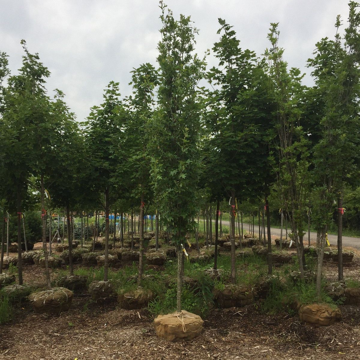 Green Pillar Oak – Songsco.com