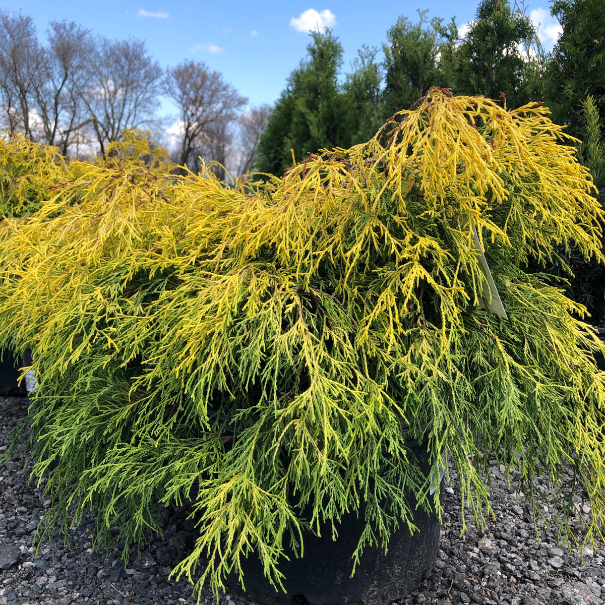 Golden Mops Cypress – Songsco.com