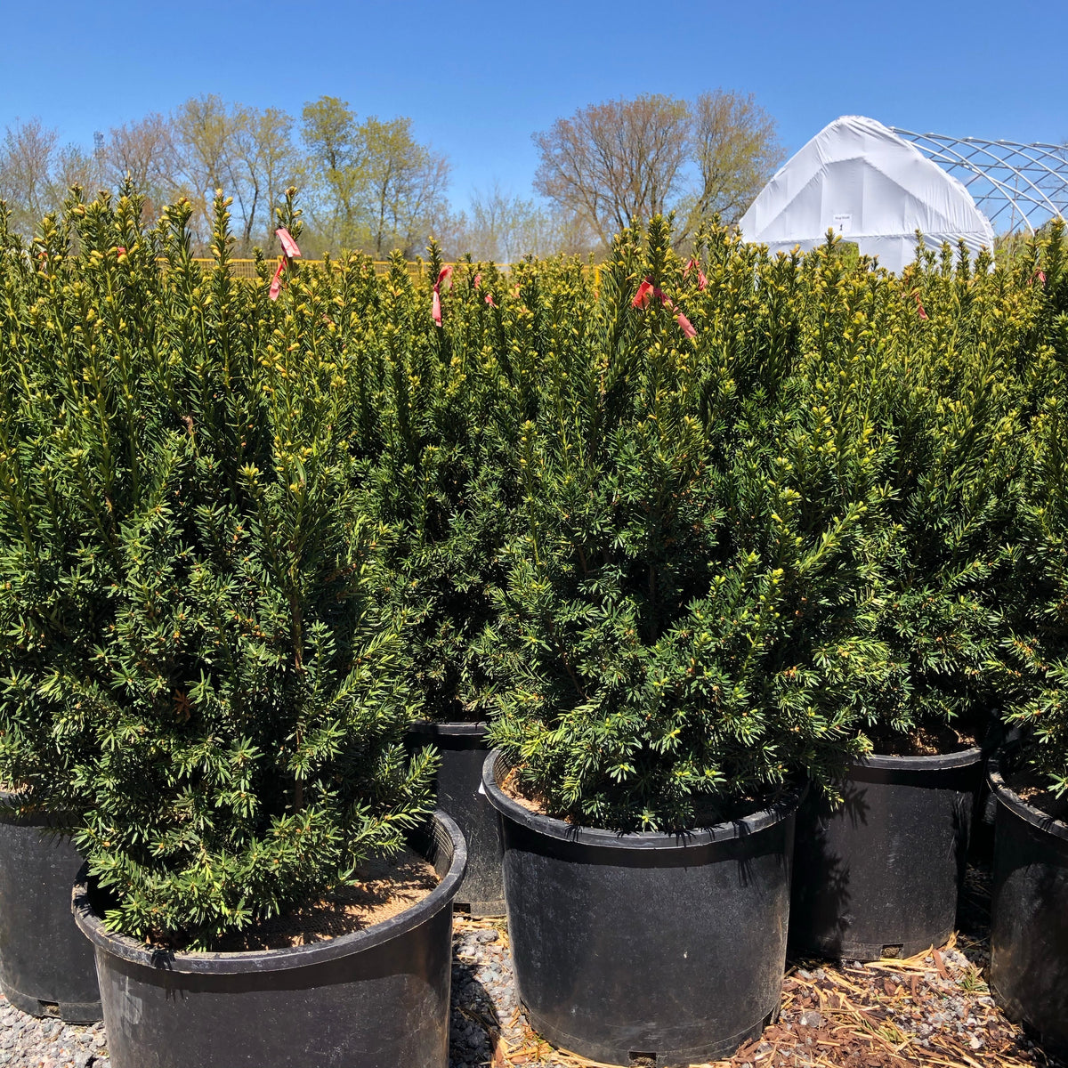 Hills Yew – Songsco.com