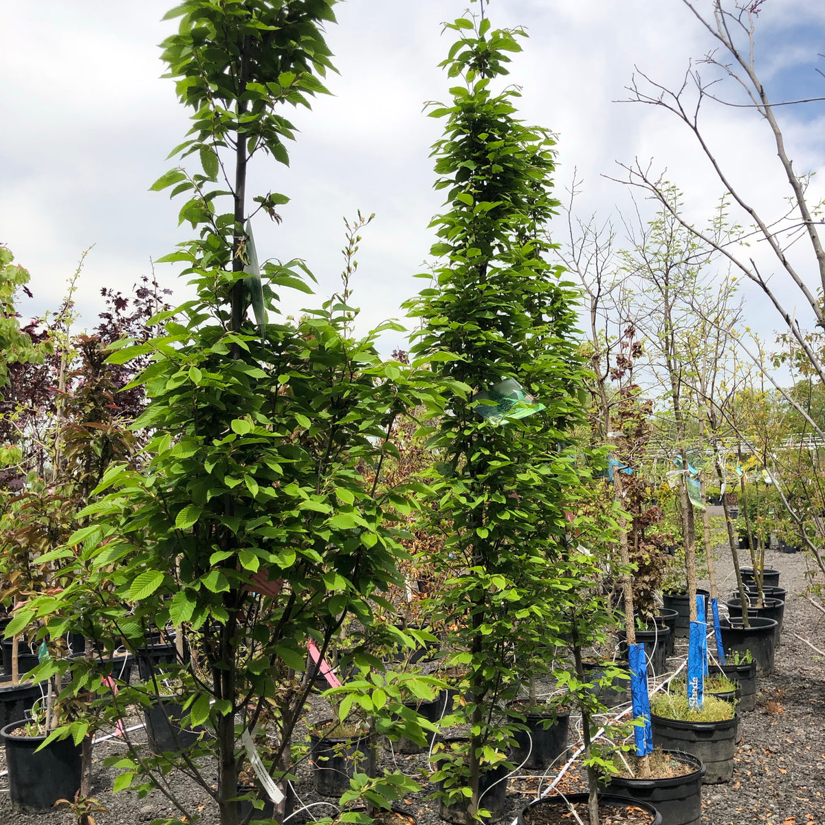 Pyramidal English Oak 20 – Songsco.com