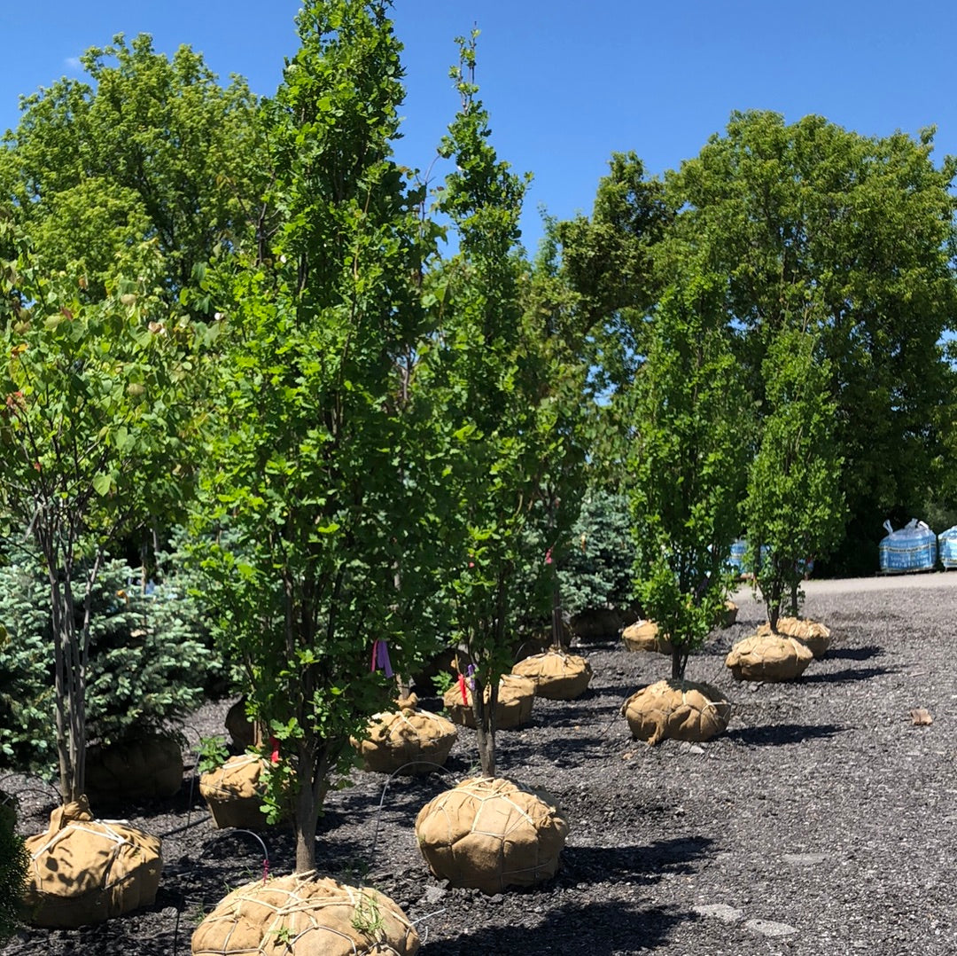 Pyramidal English Oak 8 – Songsco.com