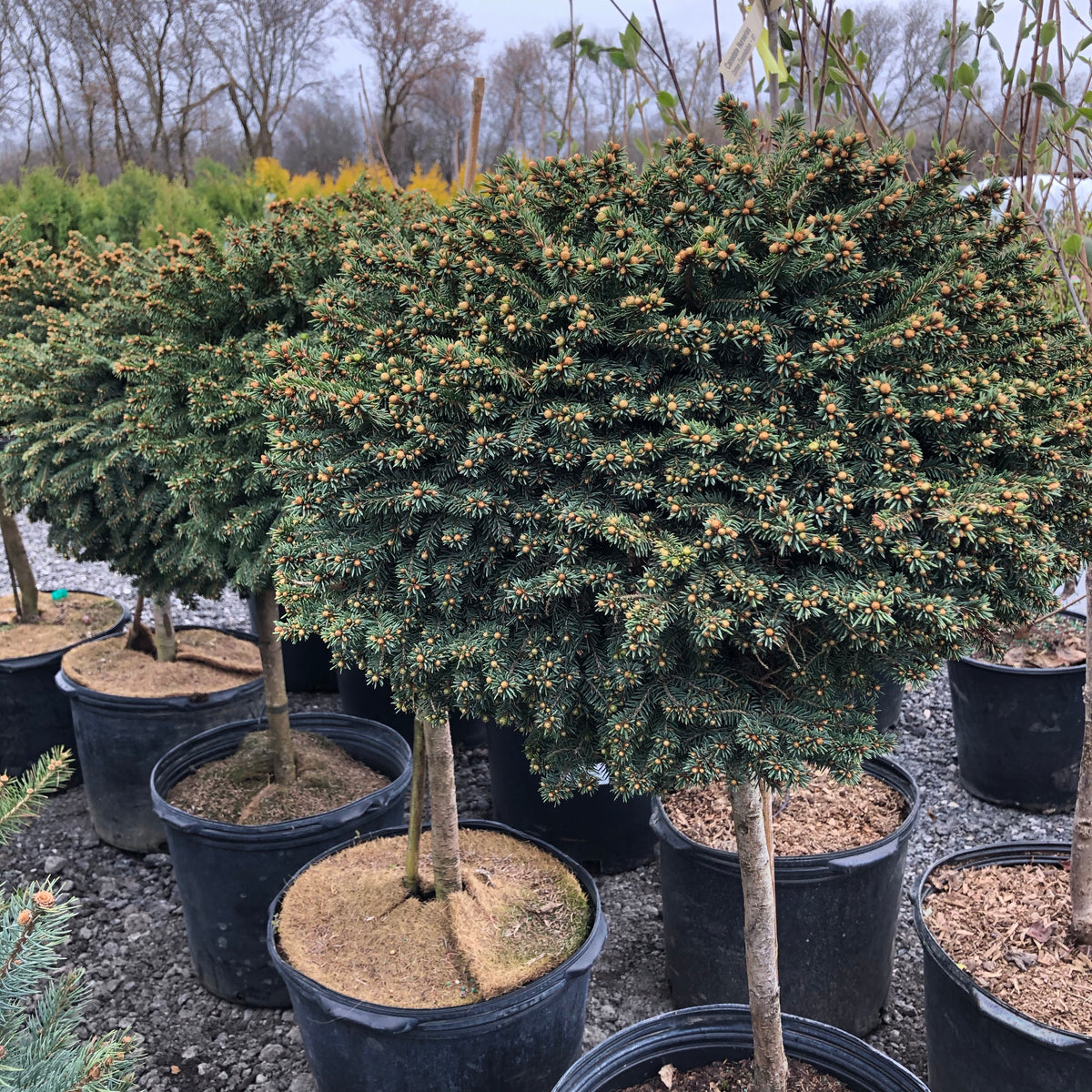 Standard Little Gem Norway Spruce – Songsco.com