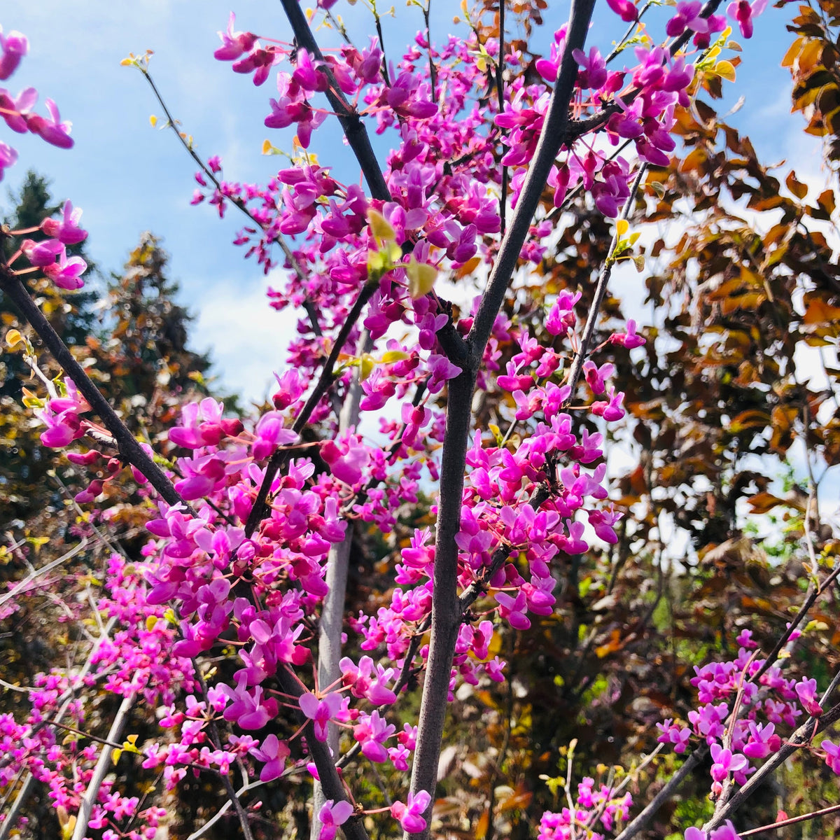 Eastern Redbud (Multi Stem) – Songsco.com