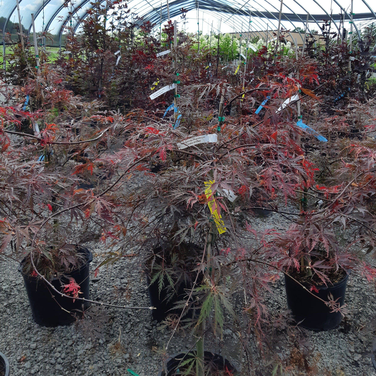 Inabe Shidare Japanese Maple – Songsco.com