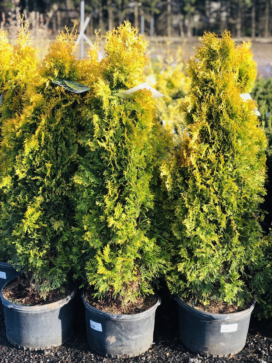 Jantar Cedar 31 – Songsco.com