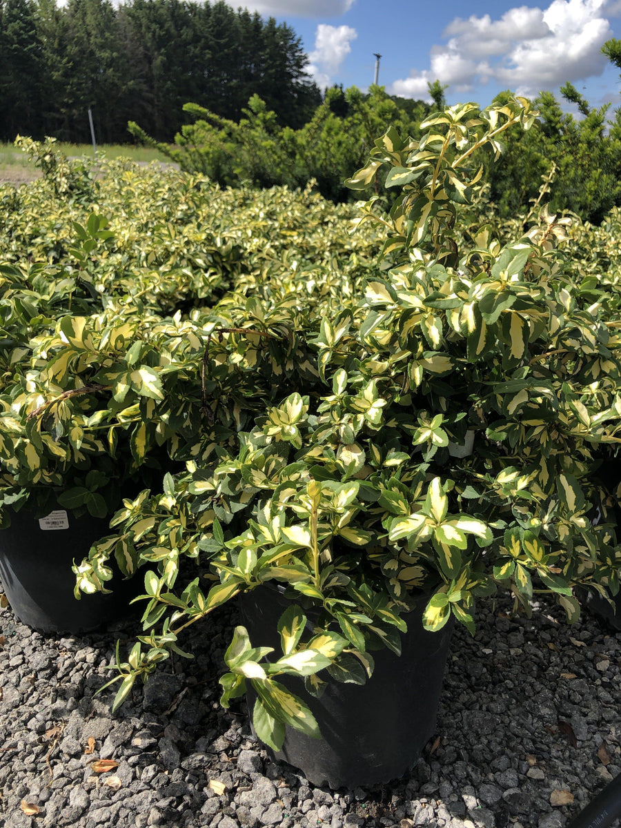 Moonshadow Euonymus – Songsco.com