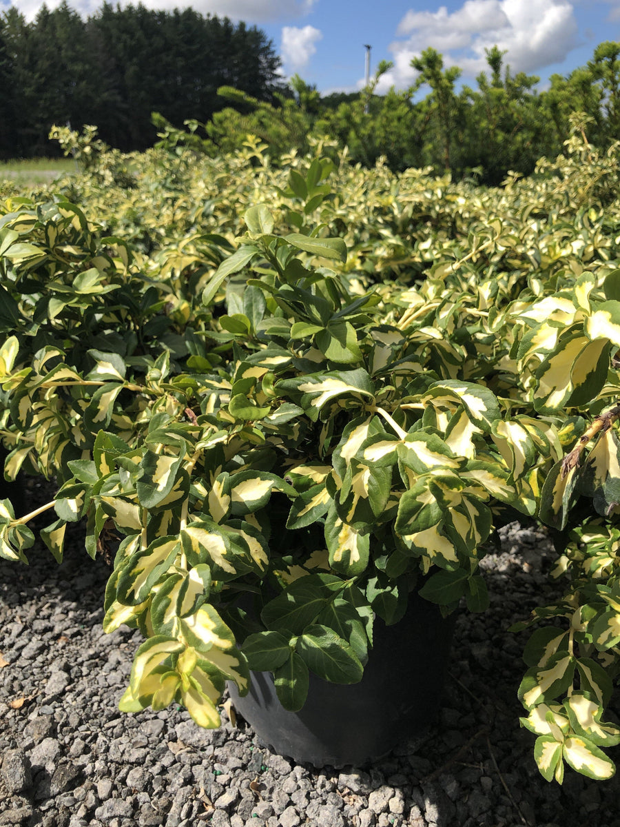 Moonshadow Euonymus – Songsco.com