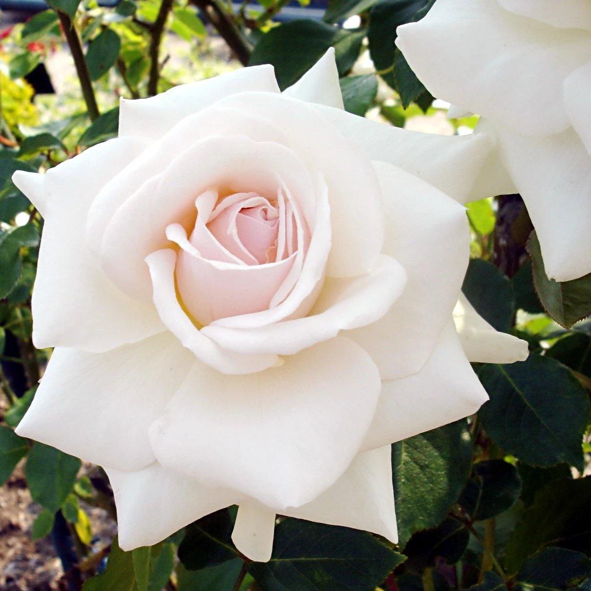 Climbing Rose, Swan Lake – Songsco.com